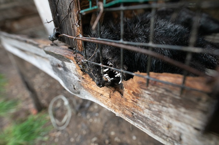 Wstrząsające odkrycie. 170 martwych lisów na fermie pod Krotoszynem